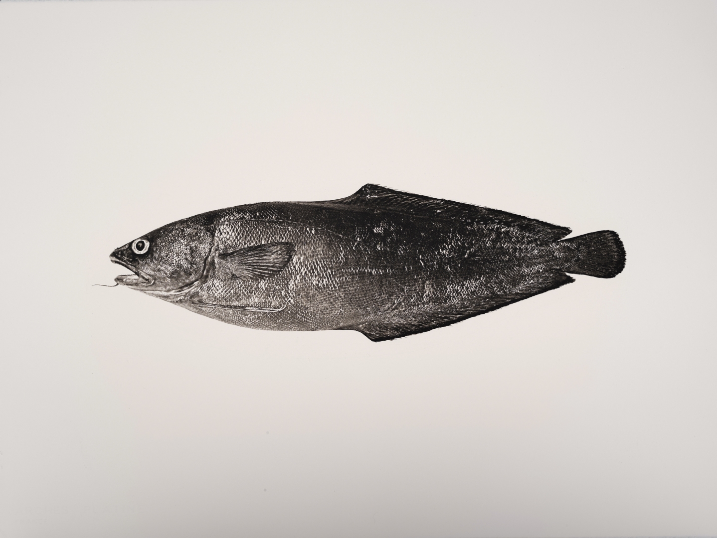 IMMAGIS FINE ART PHOTOGRAPHY